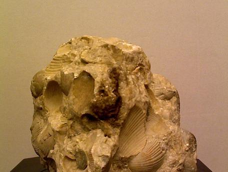 Brachiopod cementstone