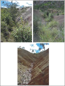 Vegetation restoration in gully beds enhances sediment deposition
