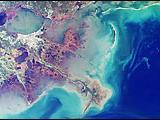Wetlands of the Gulf Coast