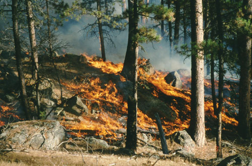 Can we reduce the risk of megafires through forest management?