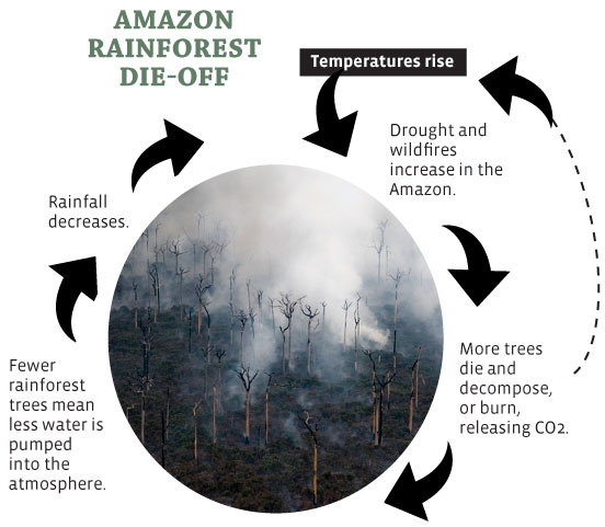 2C: Carbon Cycle Feedbacks