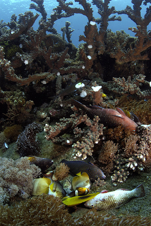 5B: Local Activities That Threaten Coral Reefs