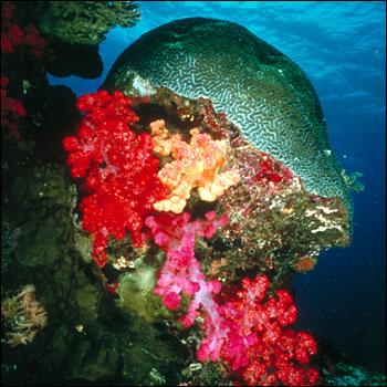 Lab 3: Building a Reef