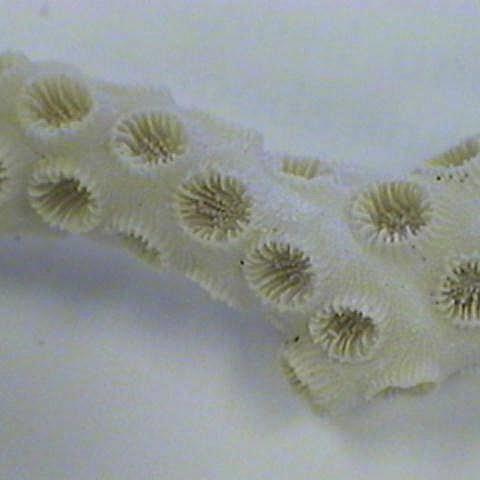 1B: A Closer Look at Coral