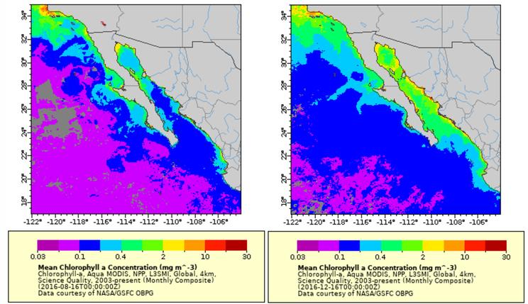 7B: Algal Blooms in the Gulf of California