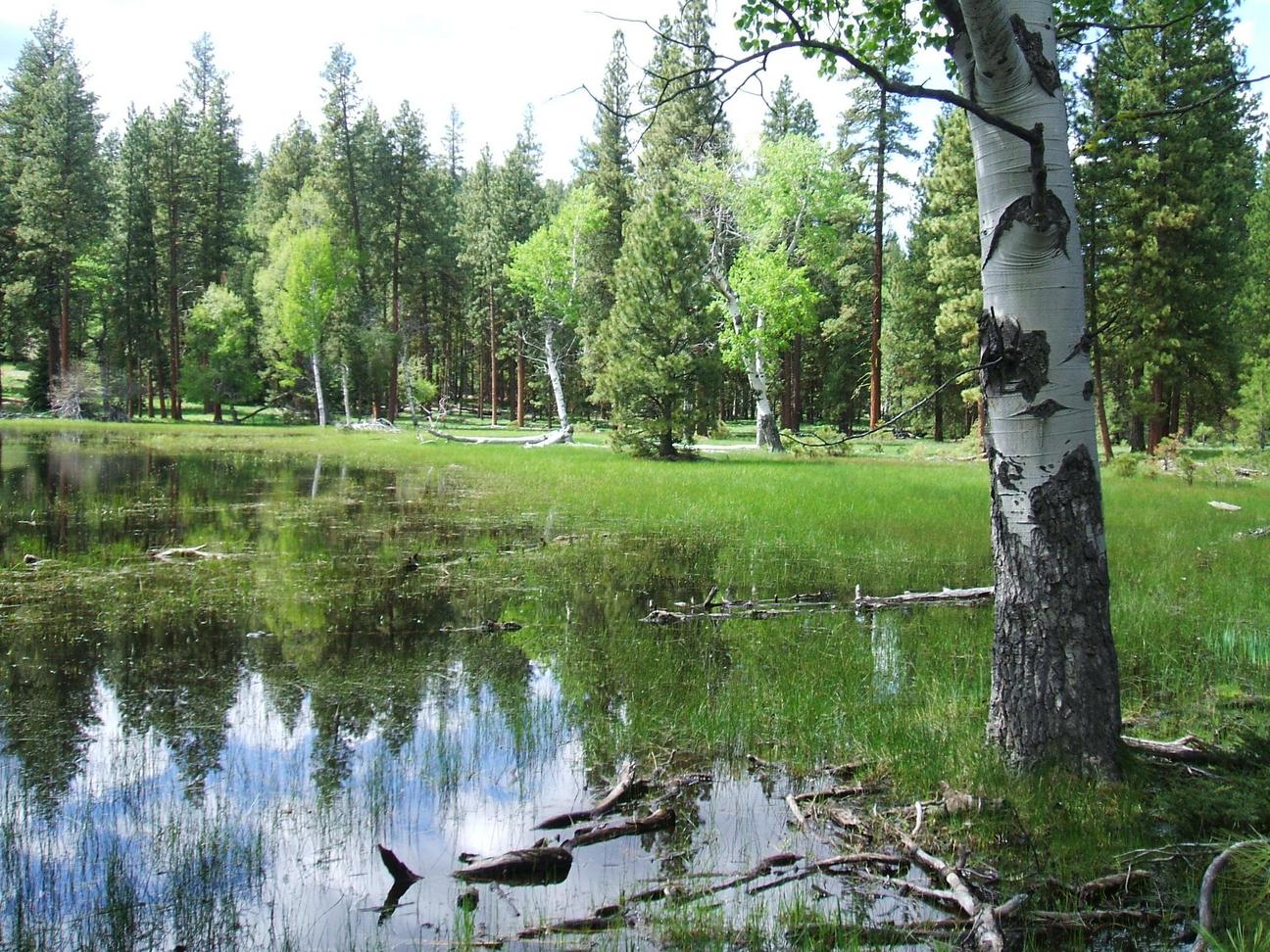 6C: Pollen and Paleoclimate Lab