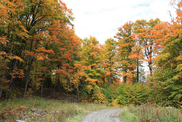 Lab 1: Climate, Weather, and Trees