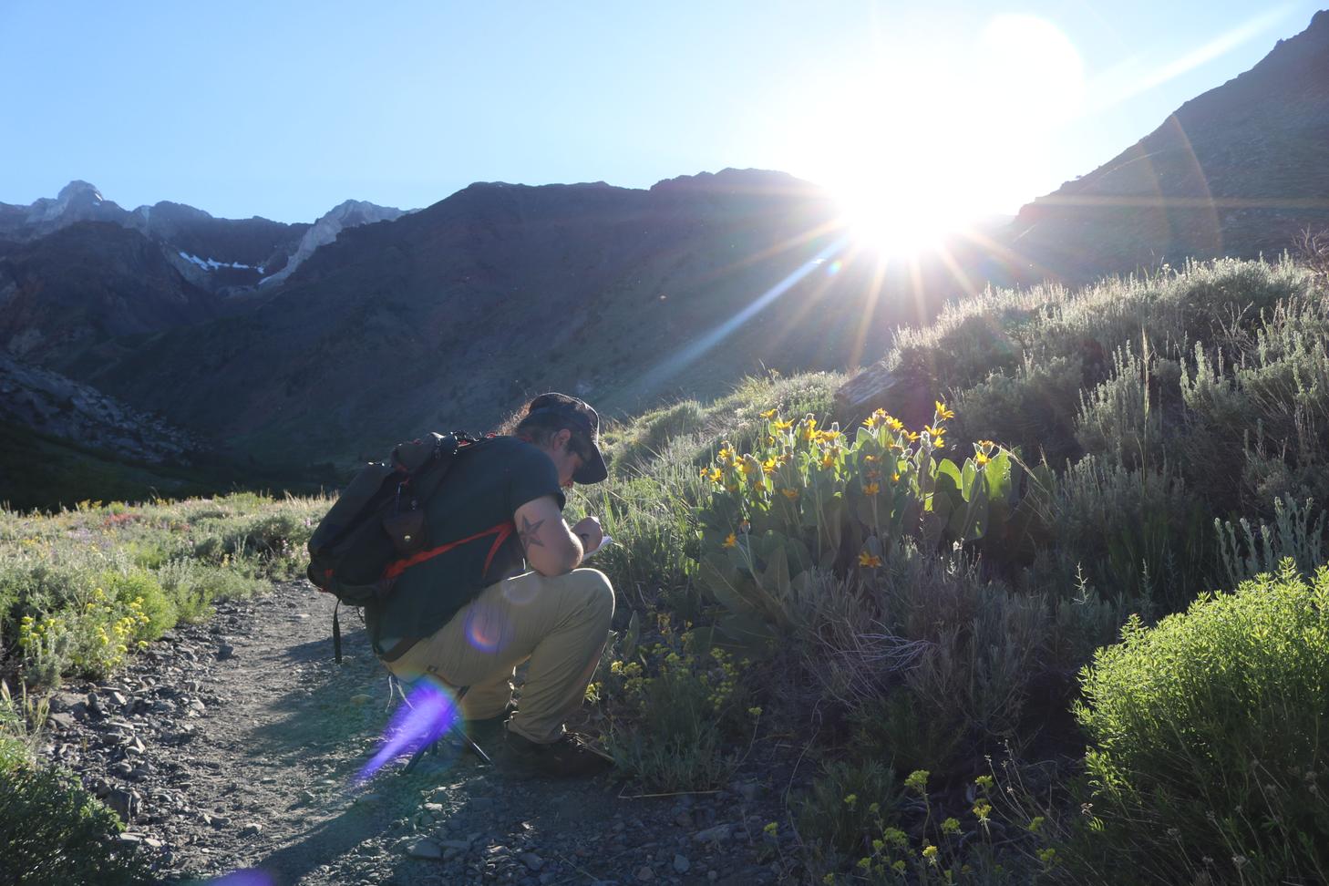Botany Field Observations