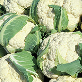 Reconstructing the Evolution of Cauliflower and Broccoli