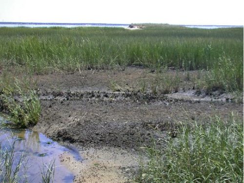 Coastal Wetlands and Maritime Forests Summary