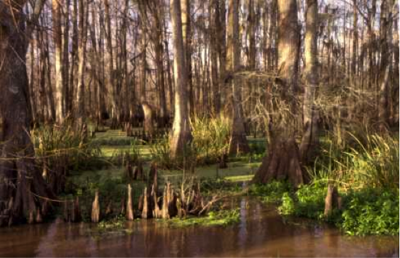Coastal Wetland Examples