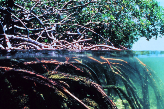 Coastal Wetland Examples