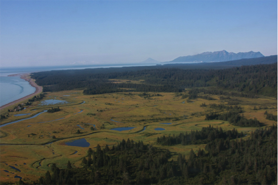 Coastal Wetland Examples