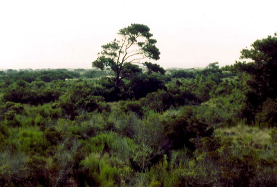 Maritime Forests