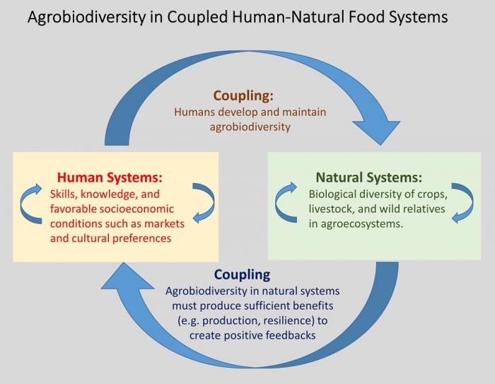 Agrobiodiversity: Biological Diversity and Associated Human Capacity in ...