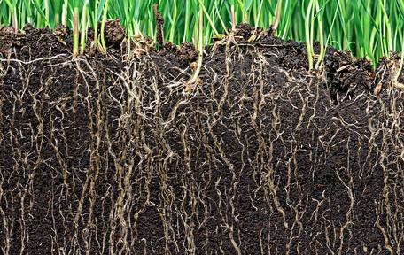 Explain: Plant Soil Interactions