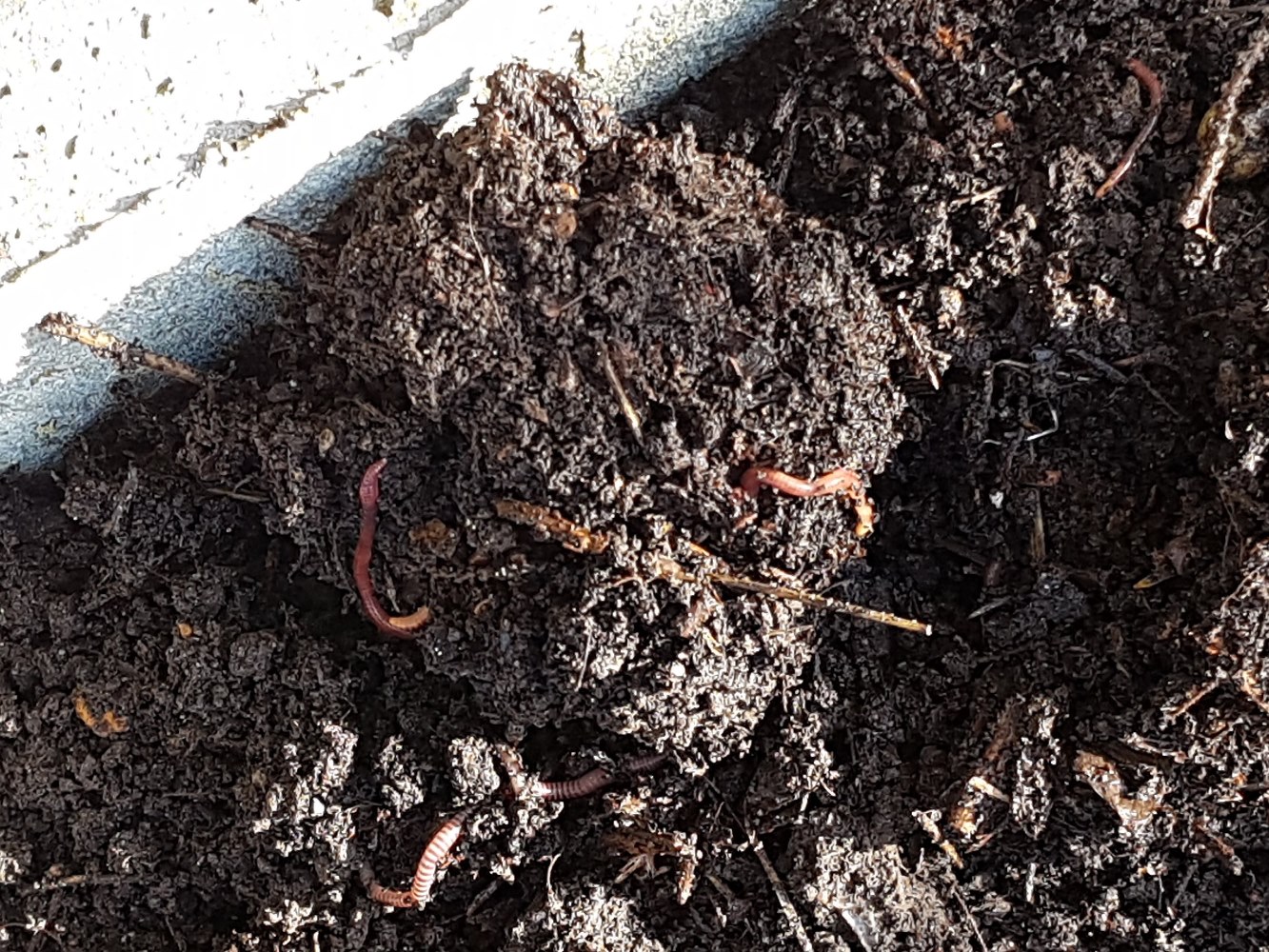 Soil Biology: The Living Component of Soil