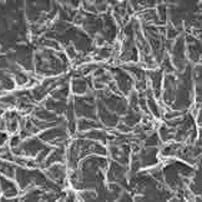 Educators' Collection