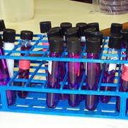 LIMW Lactic Acid Bacteria