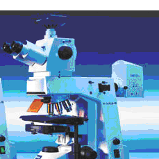 Fluorescent Microscopy