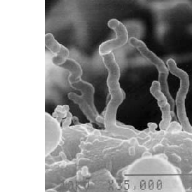 Endolith General Collection