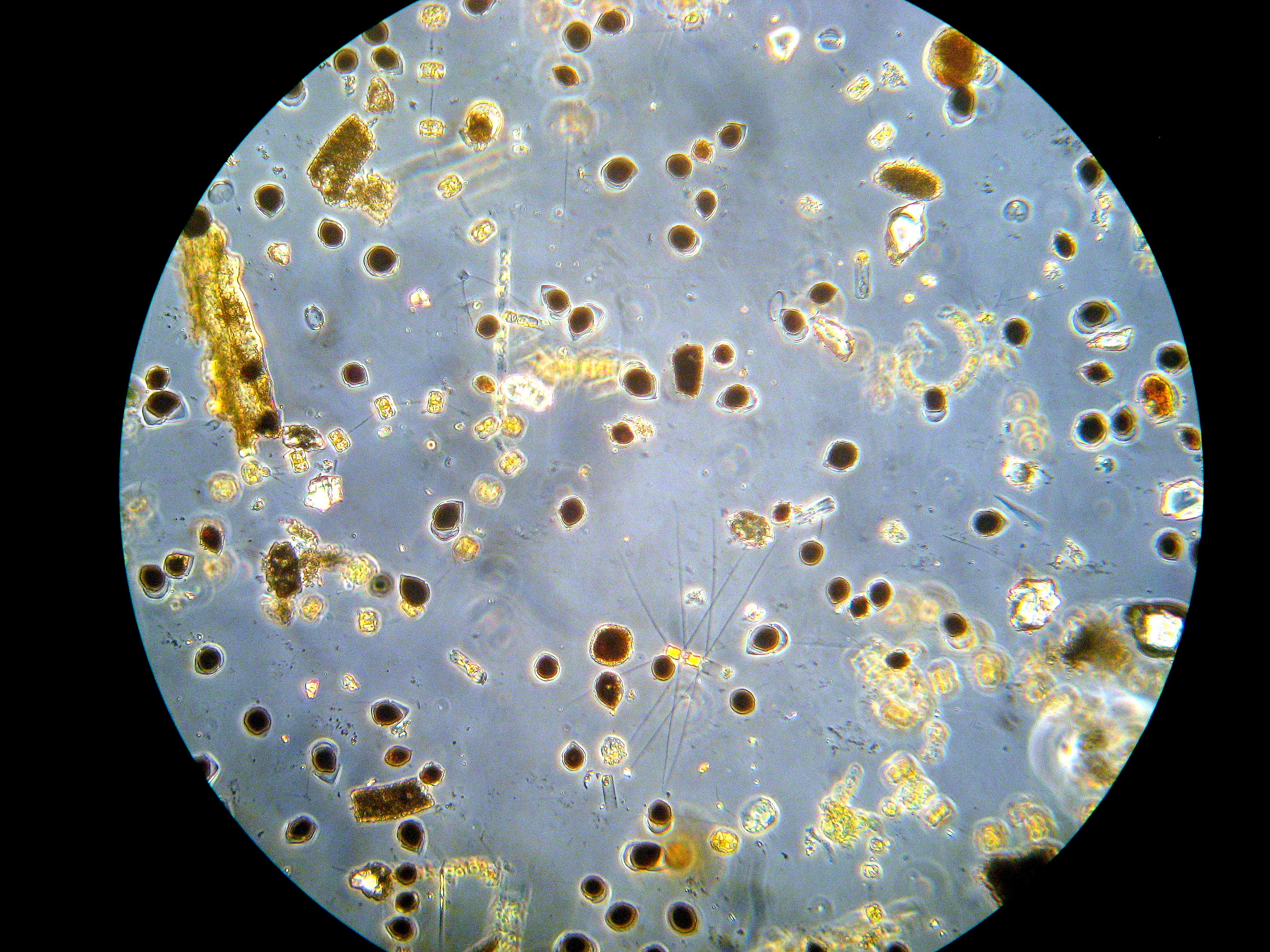 Quantifying Biodiversity