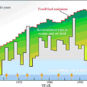 What is the fate of CO2 produced by fossil fuel combustion?