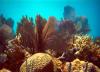 Exploring Coral Reefs: A Virtual Dive in the Bermuda Triangle