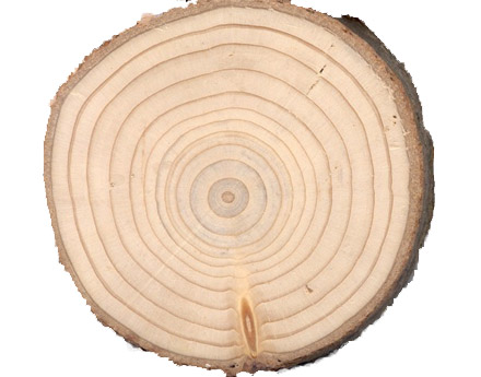 Cross section of a fir tree.