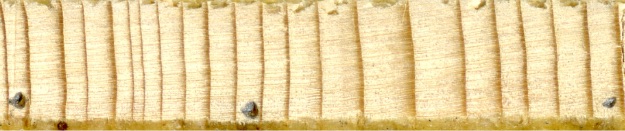 Part 2 - Coring Trees and Observing Ring Patterns