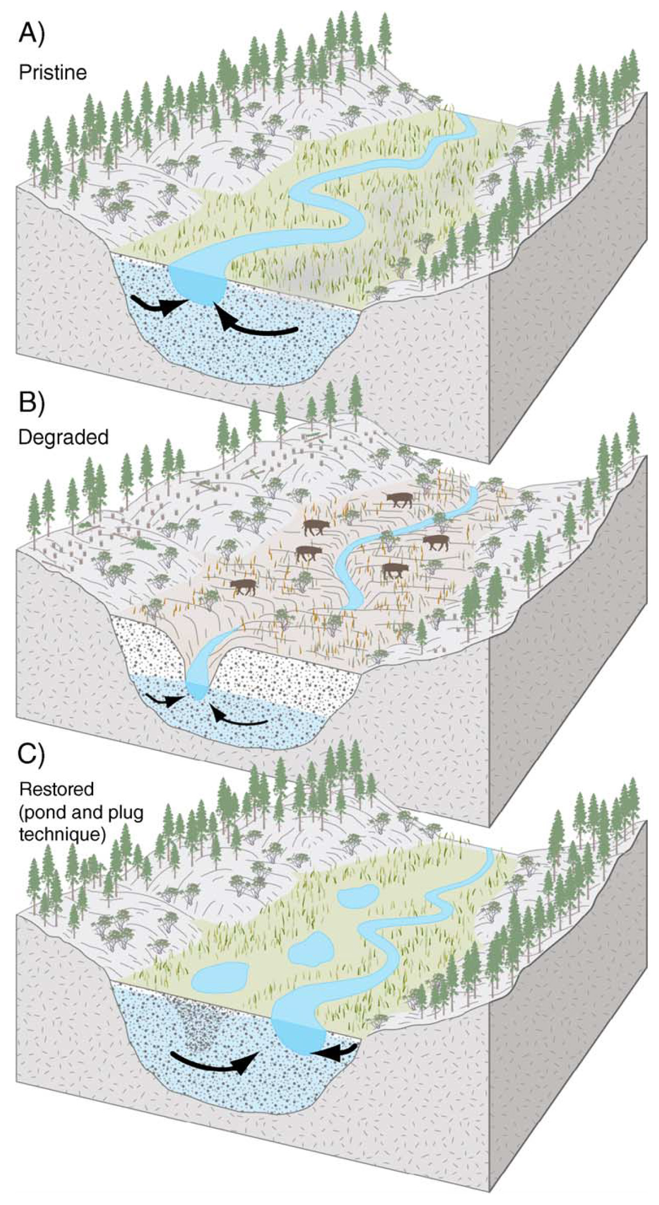 Fig. 2. Conceptual Model of Meadow Changes