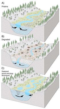 The Drying of Sierra Nevada Wet Meadows Impacted by Channel Incision ...