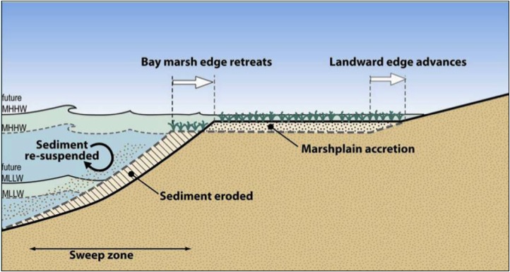 Tidal Marsh Geomorphic Processes