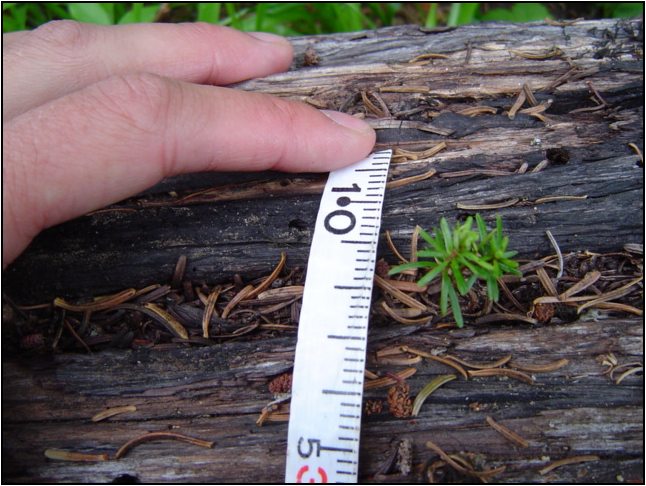 One-year old subalpine fir seedling