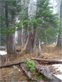 The Role of Microsites on Alpine Timberline Advance Associated with ...