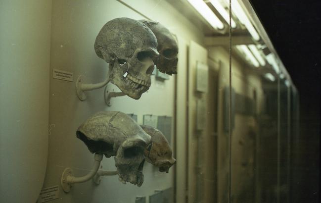 Skulls in a museum